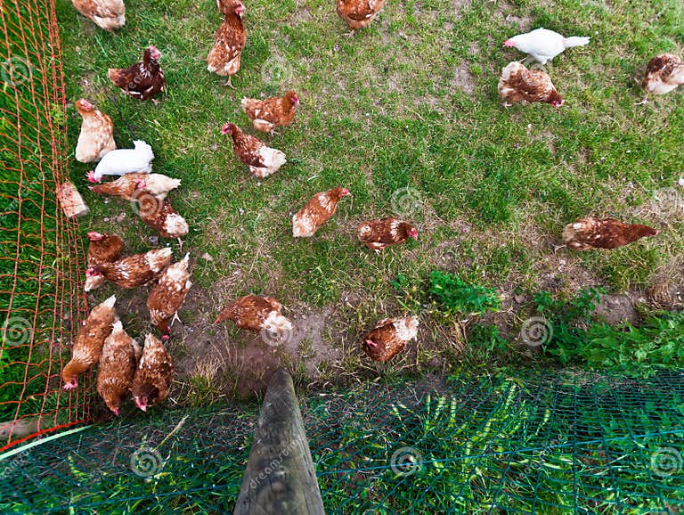 Free running chicken stock photo. Image of chicken, food - 25182758