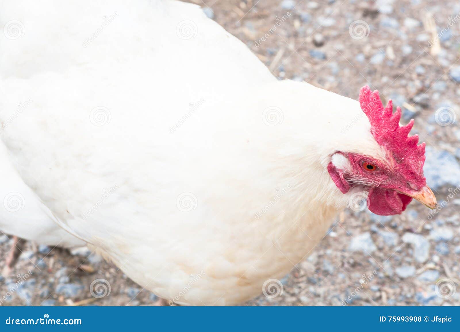 Free Running Chicken on a Farm Stock Photo - Image of mammal, range ...