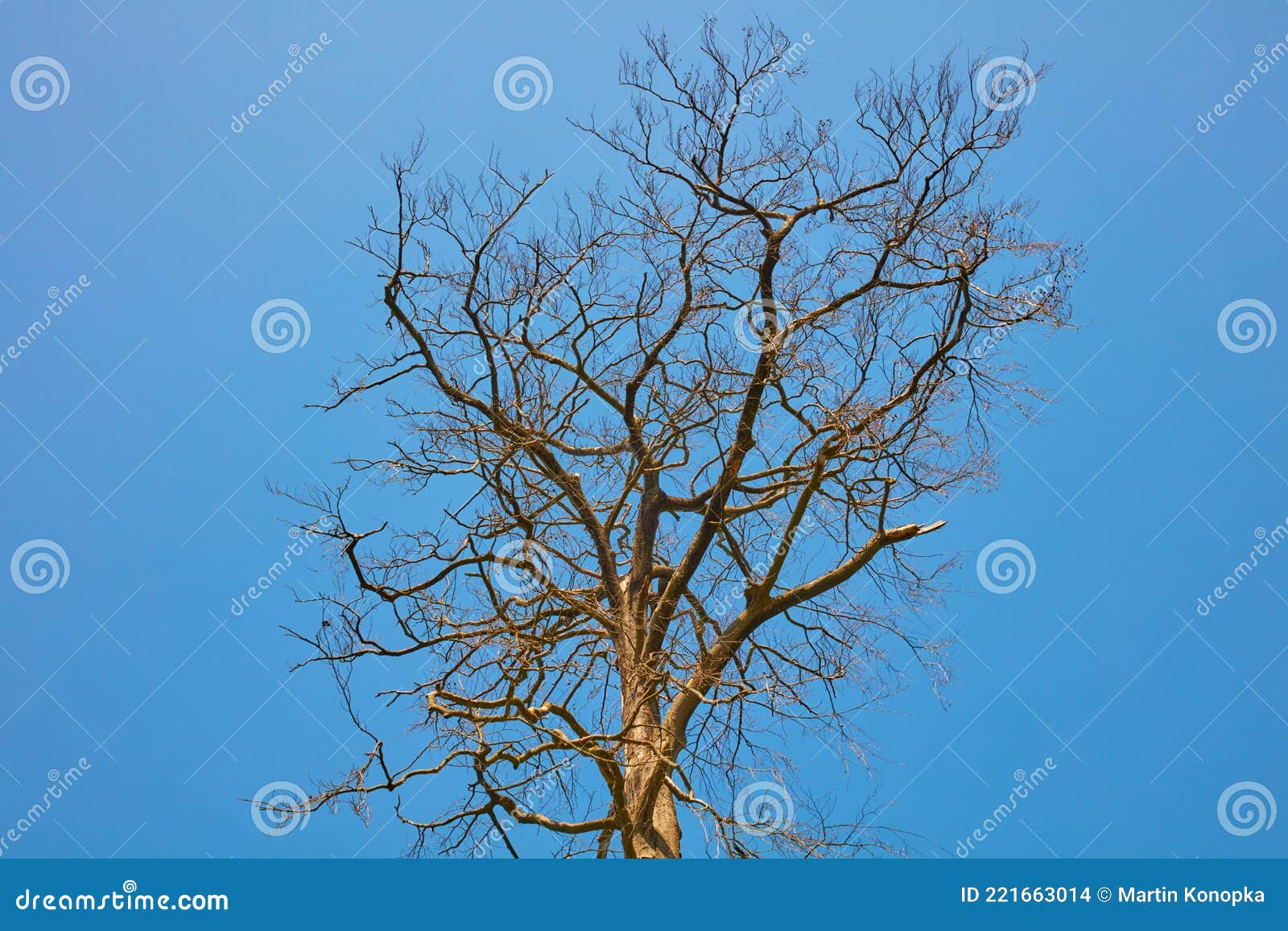 Dead tree stock photo. Image of ecology, sunny, high - 221663014