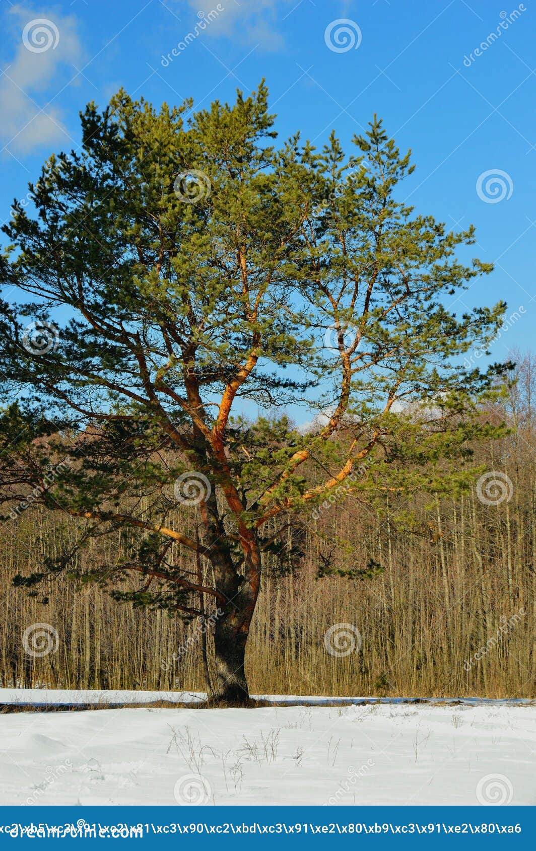 A Free-standing Pine Tree on the Edge of the Forest. Winter Landscape ...