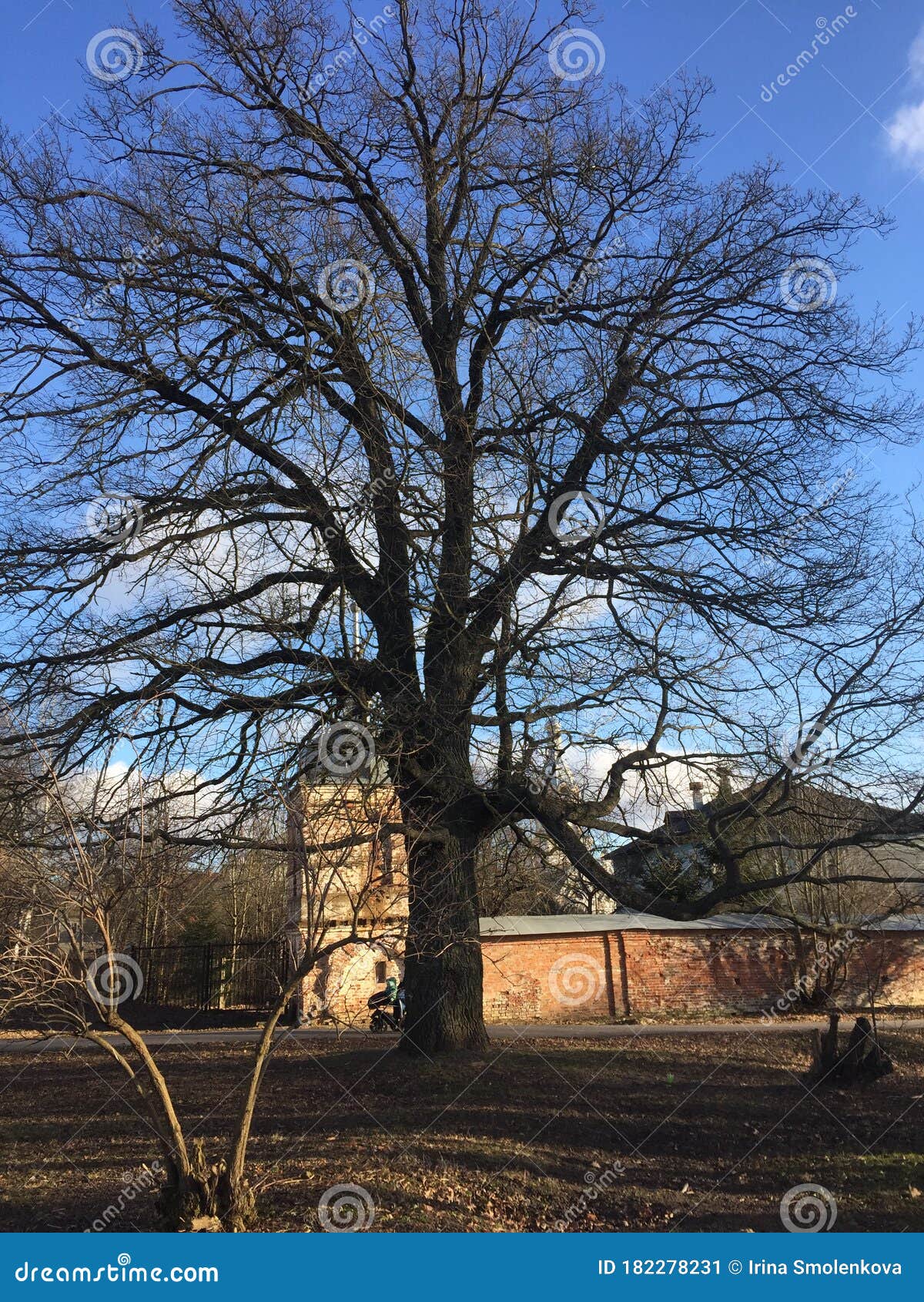 Free-standing Tree, Type of Tree-oak, Winter, Stock Image - Image of ...