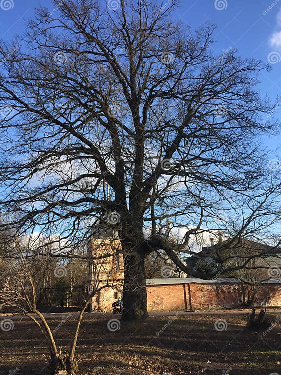 Free-standing Tree, Type of Tree-oak, Winter, Stock Image - Image of ...
