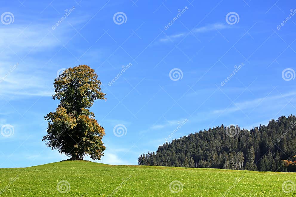 Free standing tree stock image. Image of blue, landscape - 205037659