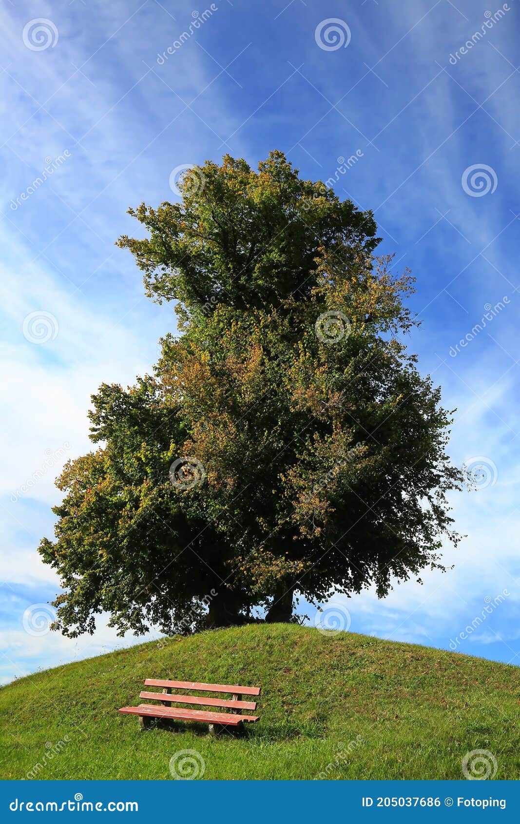 Free standing tree stock photo. Image of cloudy, botany - 205037686