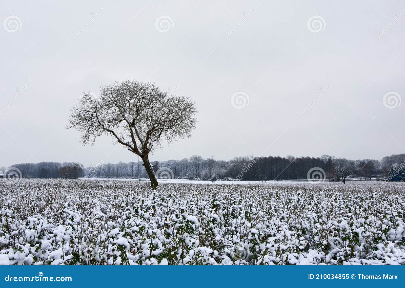 Free Standing Tree in a Snowy Winter Field Stock Image - Image of grass ...