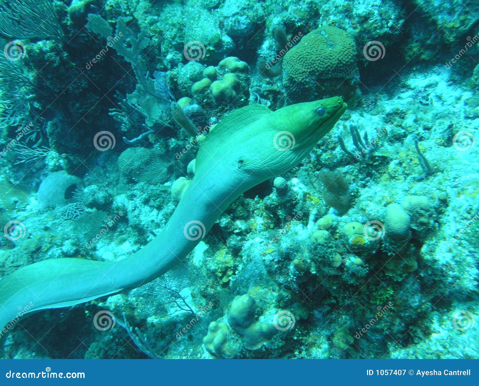 Free Swimming Eel Picture. Image: 1057407