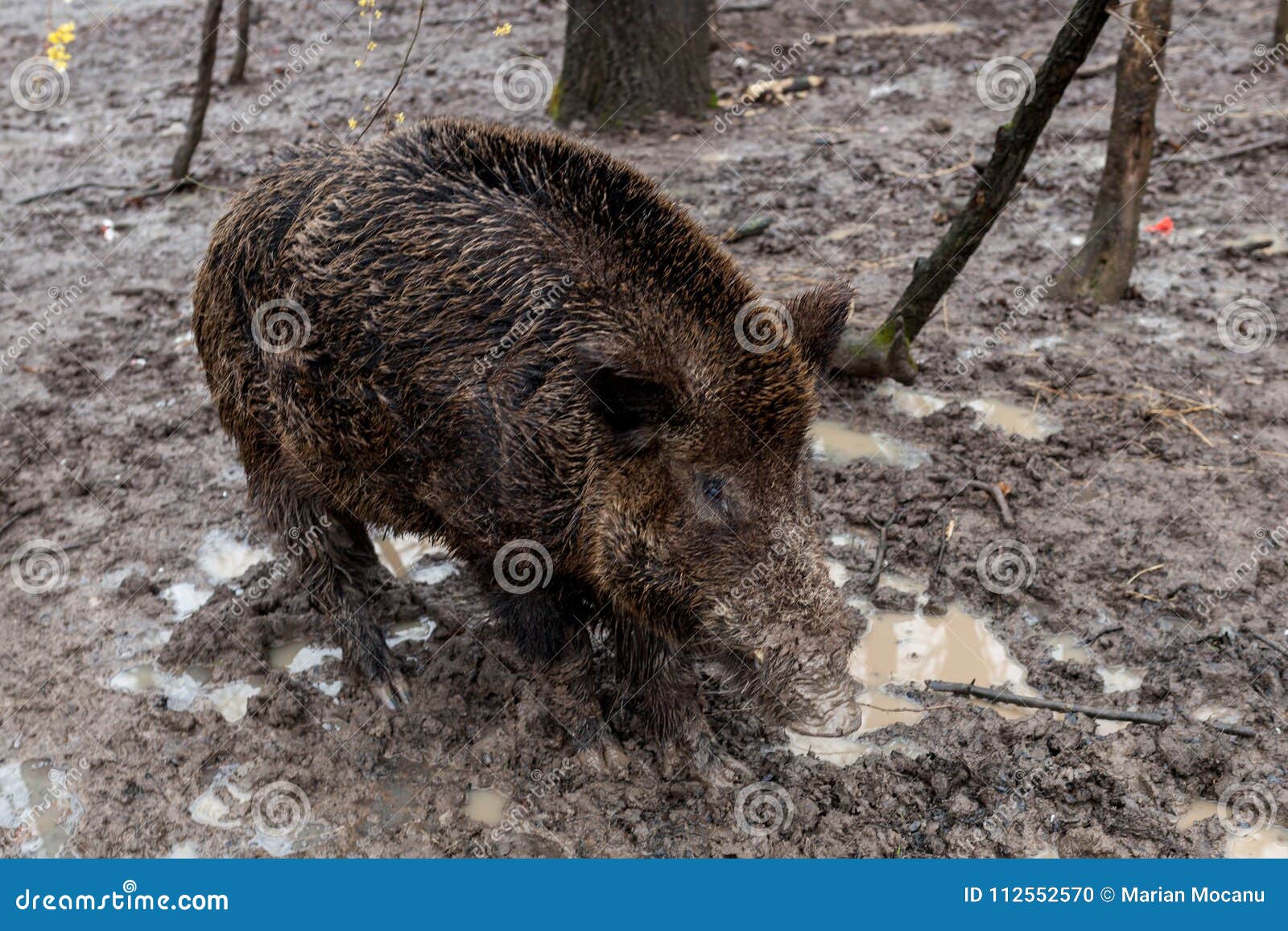 Wild boar in a mud stock photo. Image of animal, nature - 112552570
