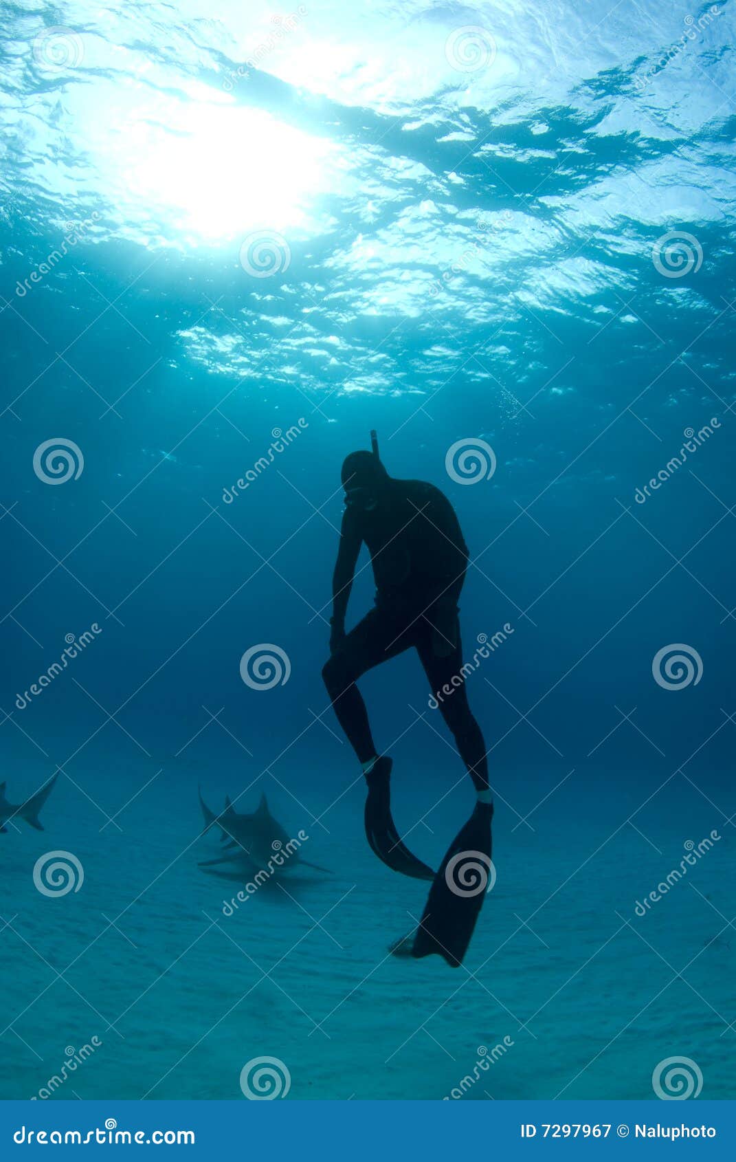 Freediver Ascent with Sharks Stock Image - Image of freediving ...