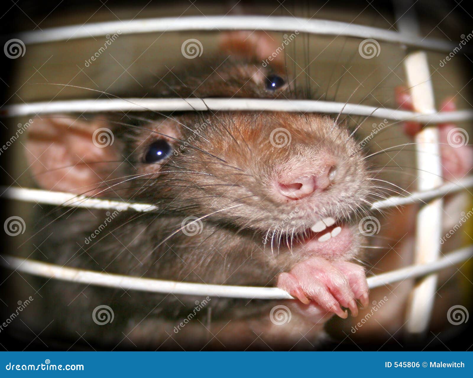 Carrier For Rodents. Small Plastic Cage. Royalty-Free Stock Photography ...