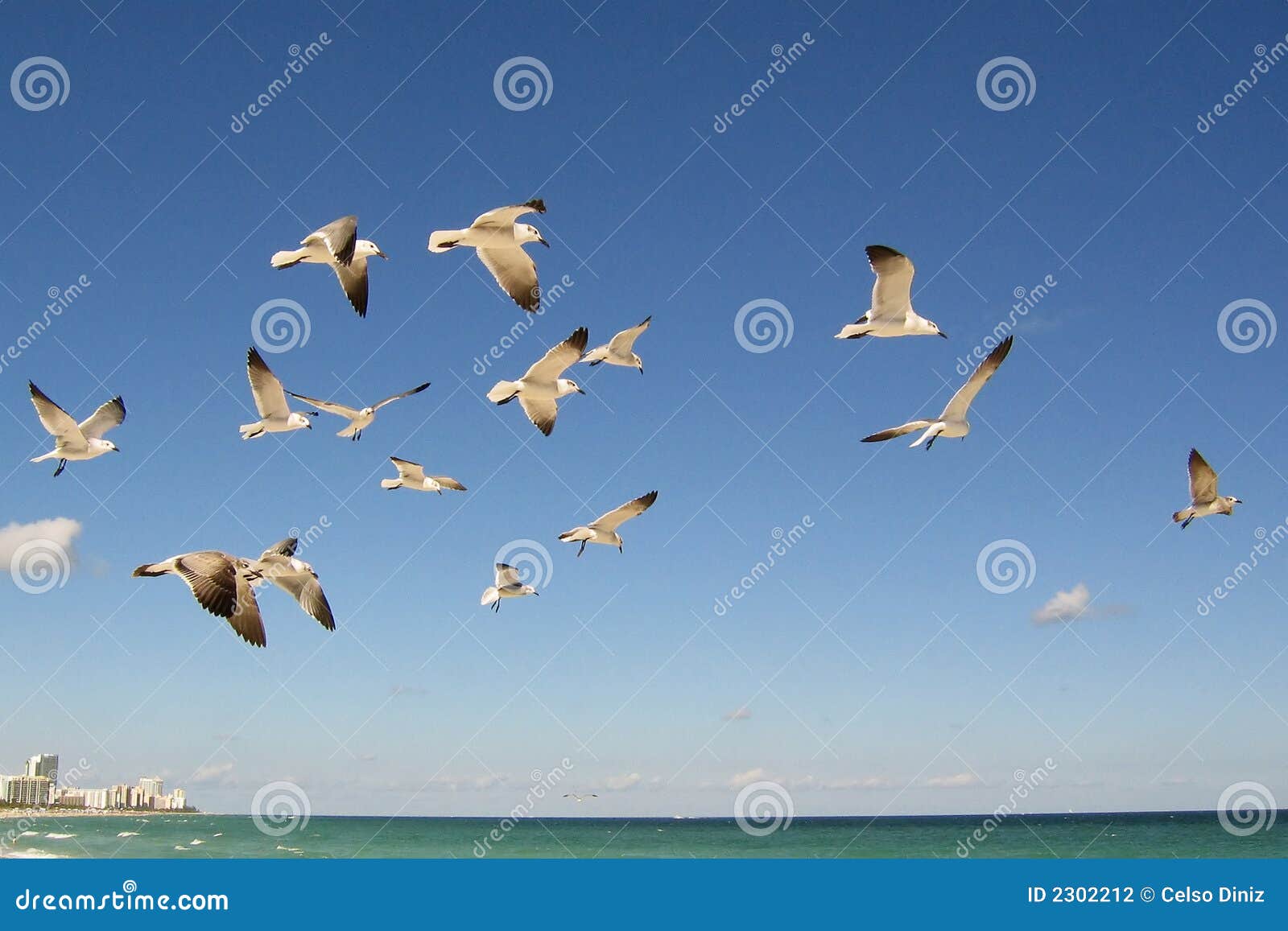 Flock of seagulls stock photo. Image of midair, seabirds - 2302212