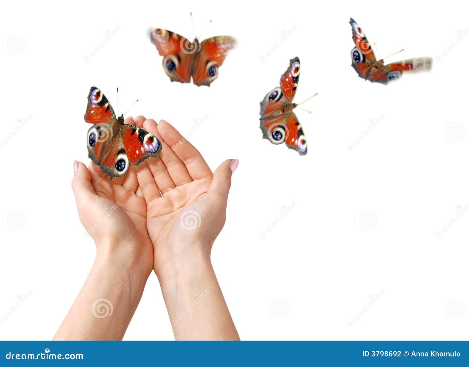 Freedom stock photo. Image of insect, motivation, multi - 3798692