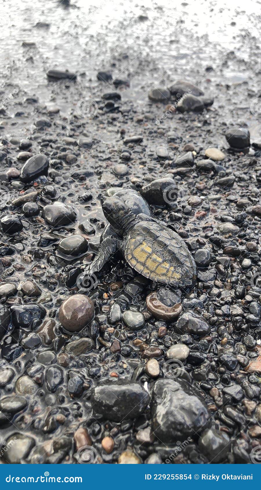 Freedom stock photo. Image of turtle, release, freedom - 229255854