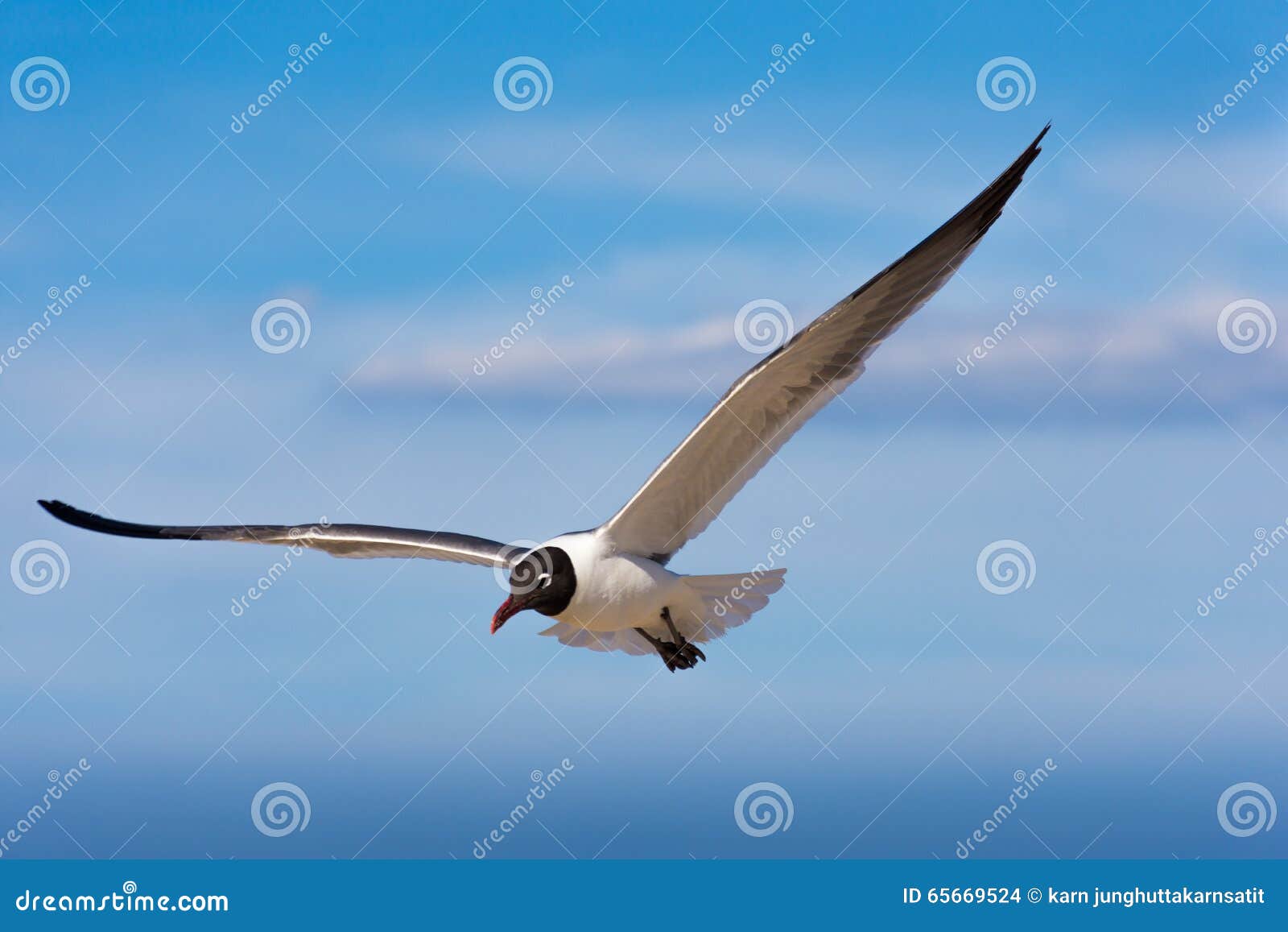 Freedom Bird in the Sky stock photo. Image of rehoboth - 65669524