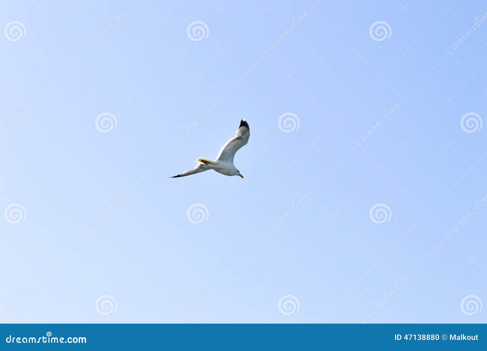 Freedom bird stock photo. Image of freedom, close, flying - 47138880