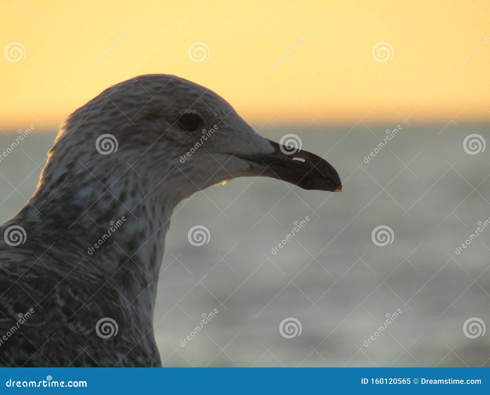Freedom stock image. Image of freedom, chilled, calm - 160120565