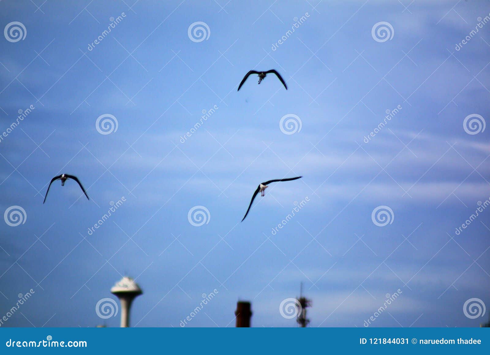 Freedom stock image. Image of represent, flying, bird - 121844031