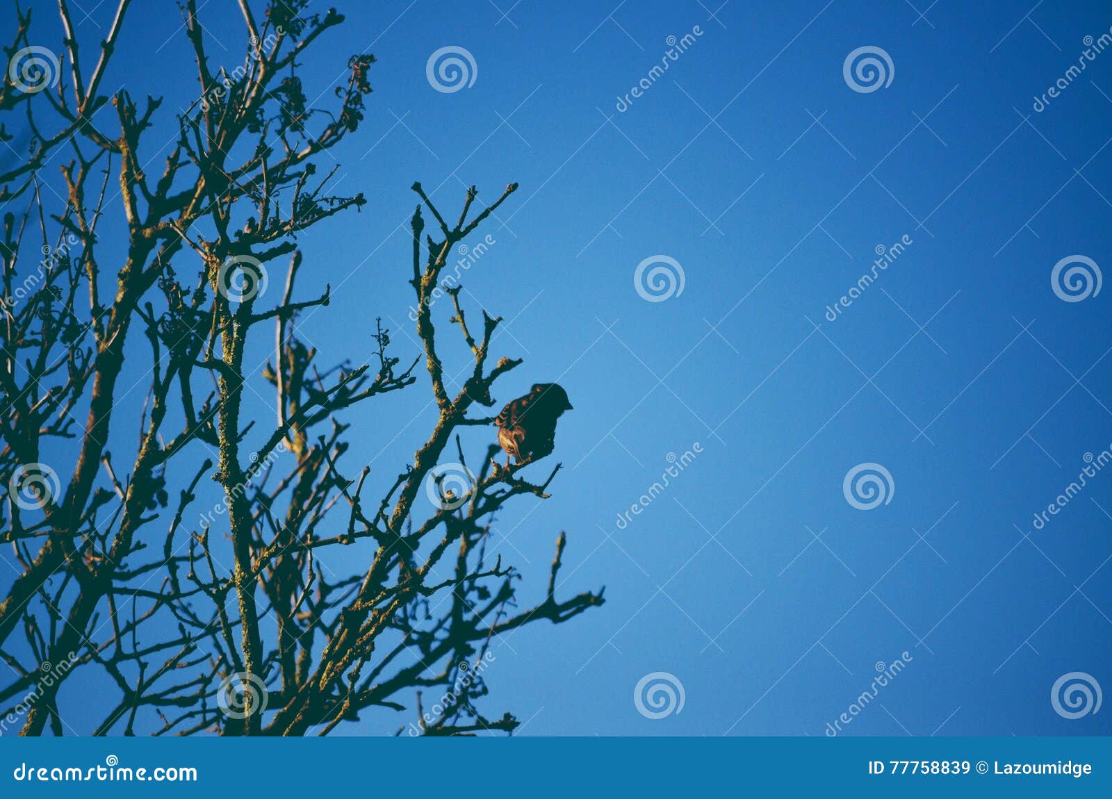 Freedom stock image. Image of bird, freedom, blue, three - 77758839