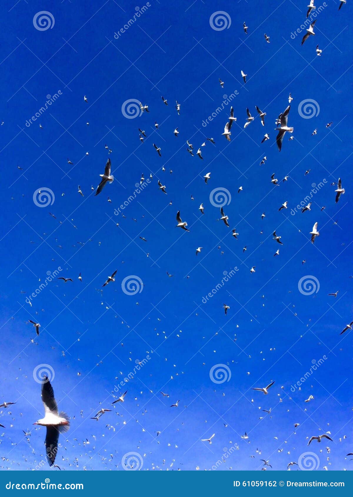 Freedom stock photo. Image of atmosphere, blue, freedom - 61059162