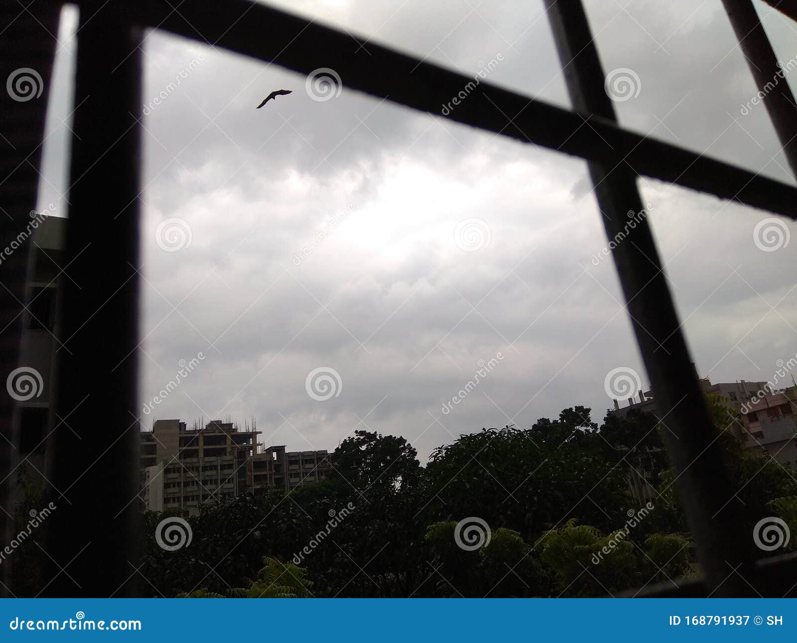 Freedom from cage stock image. Image of bird, solitude - 168791937