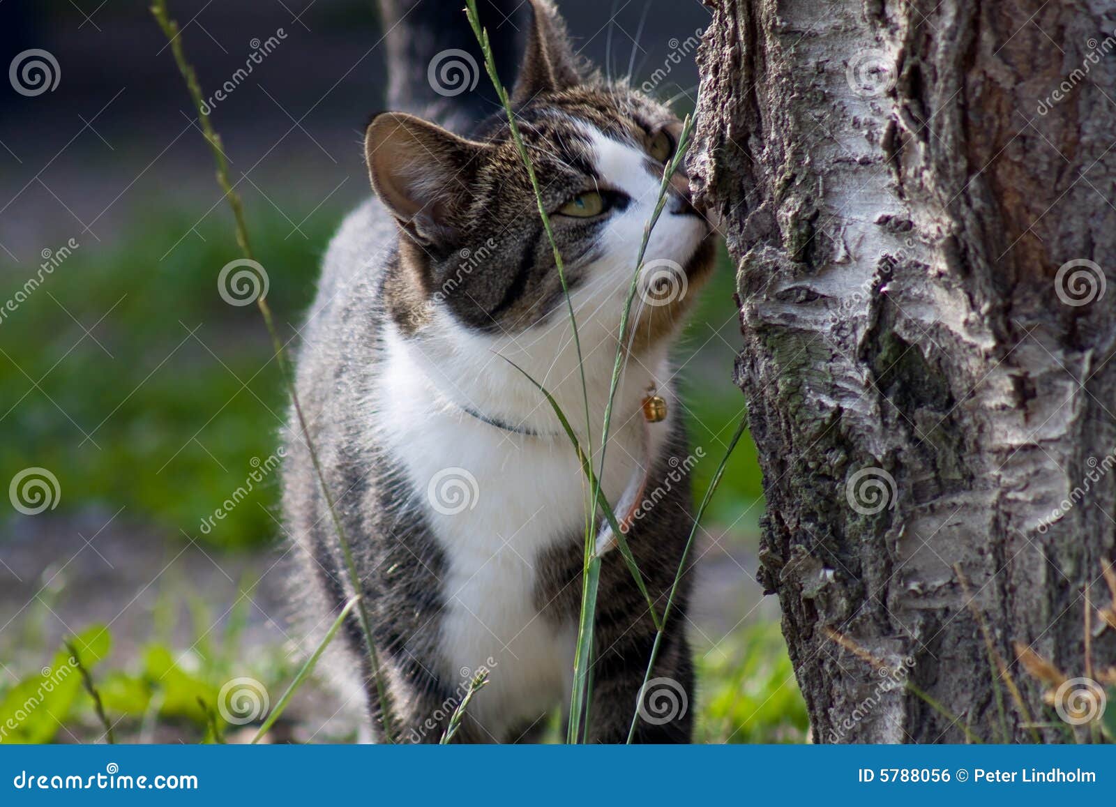 Freedom Cat stock photo. Image of tame, outdoors, kitten - 5788056