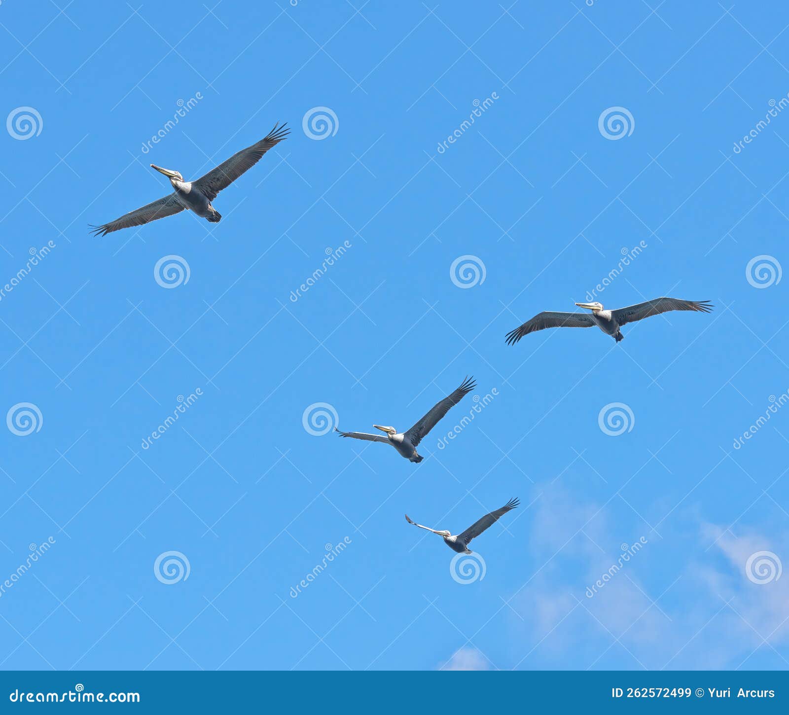 The Freedom of Flight. a Flock of Birds Flying through the Sky. Stock ...