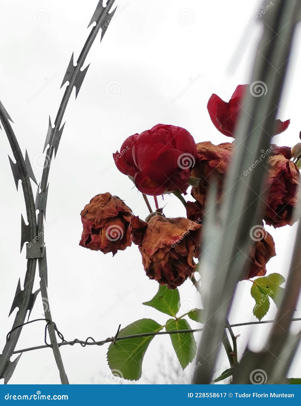 Freedom and flowers stock illustration. Illustration of shrub - 228558617