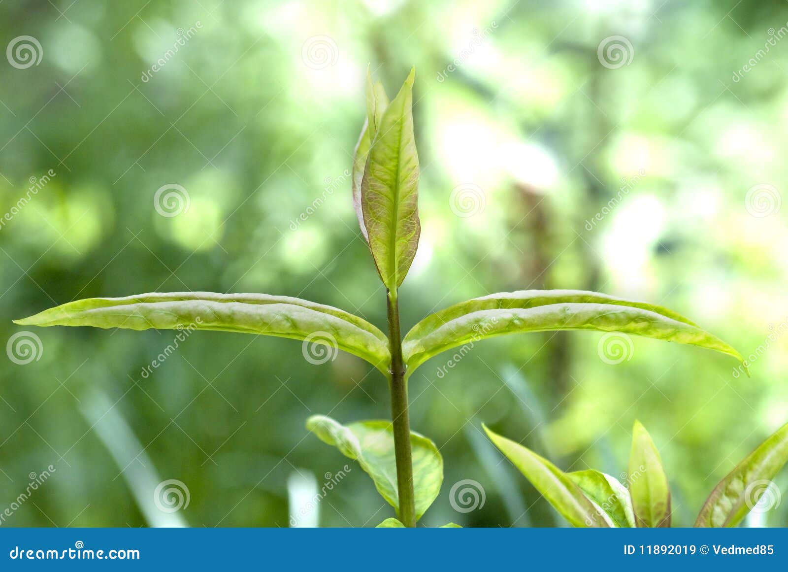 Freedom green leaves stock image. Image of freedom, refreshing - 11892019