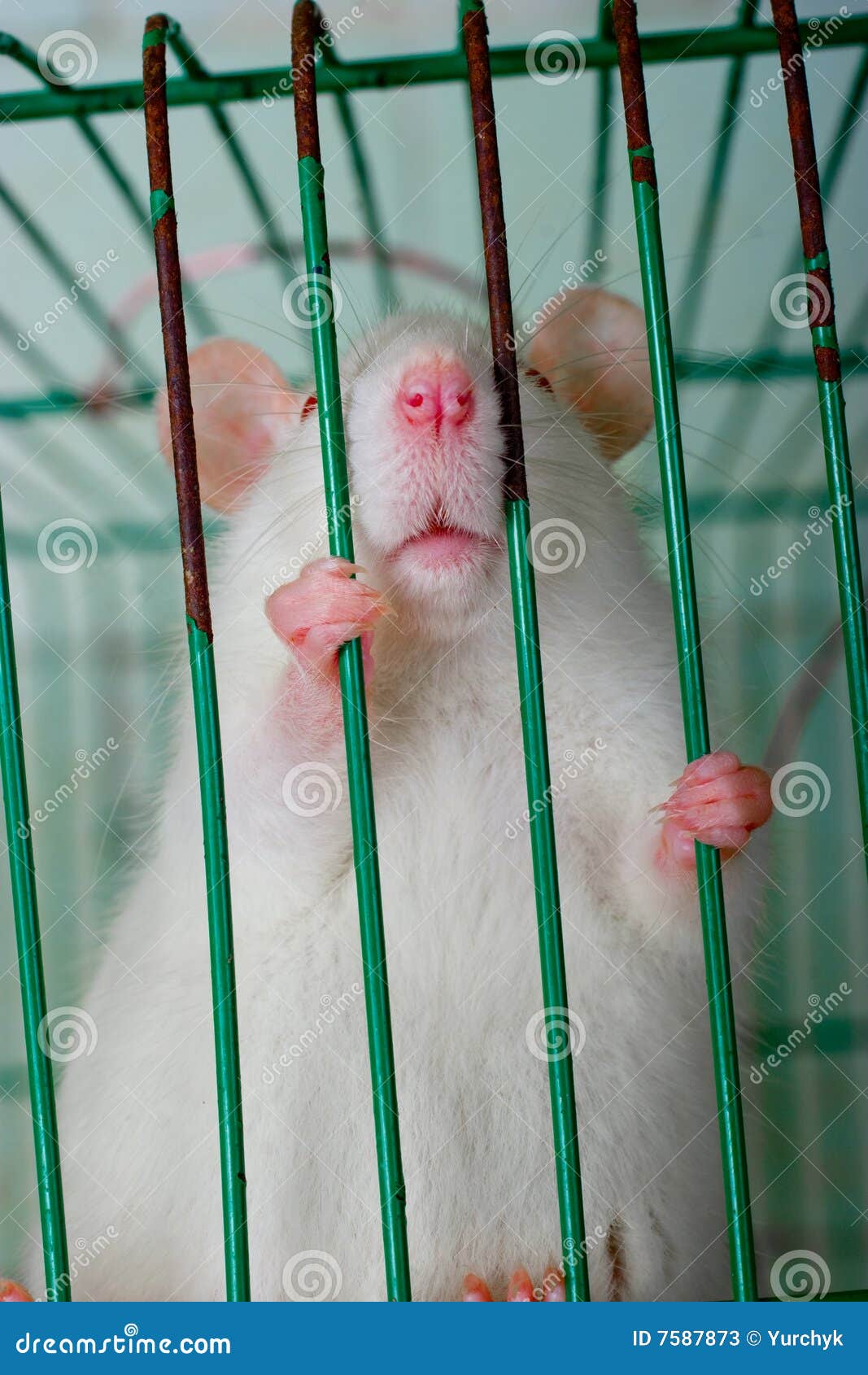 574 Rat Staring Stock Photos - Free & Royalty-Free Stock Photos from ...