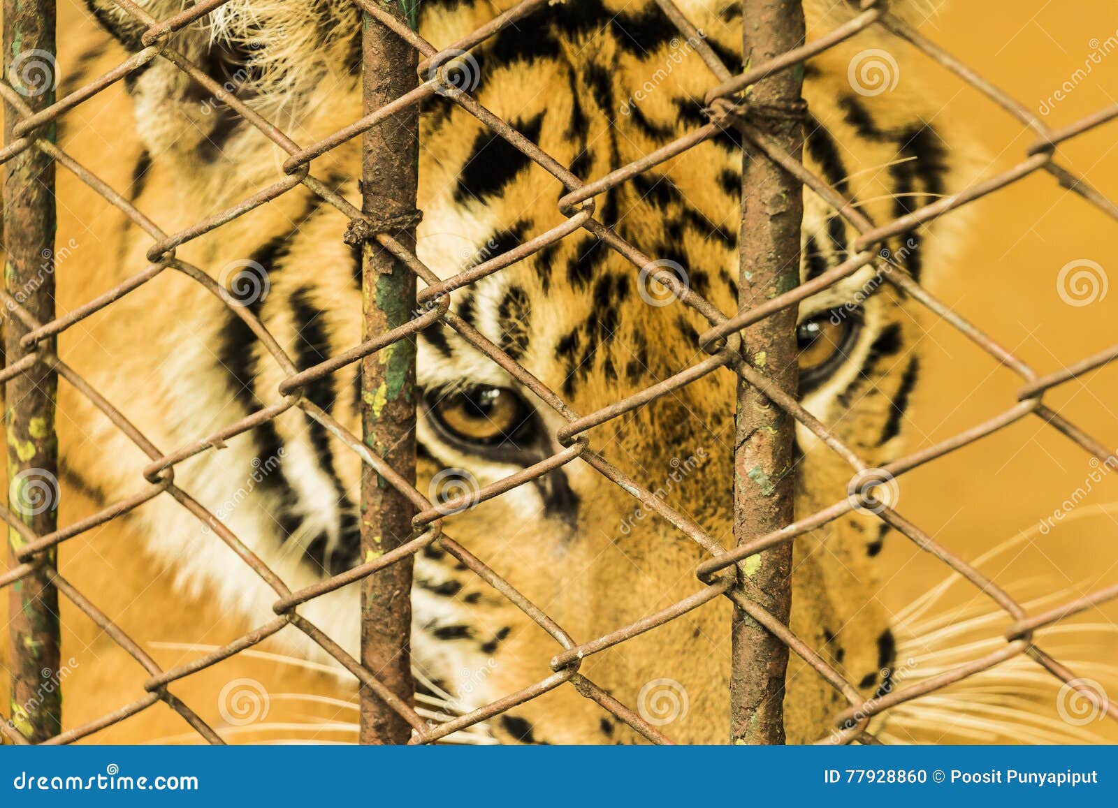 Freedom of little tiger stock photo. Image of kind, tiger - 77928860