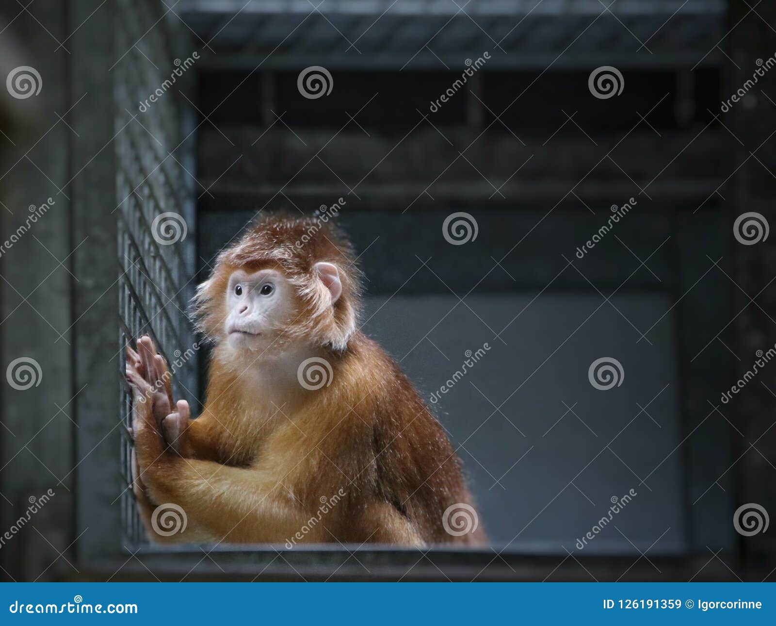 Freedom stock image. Image of monkey, freedom, cage - 126191359