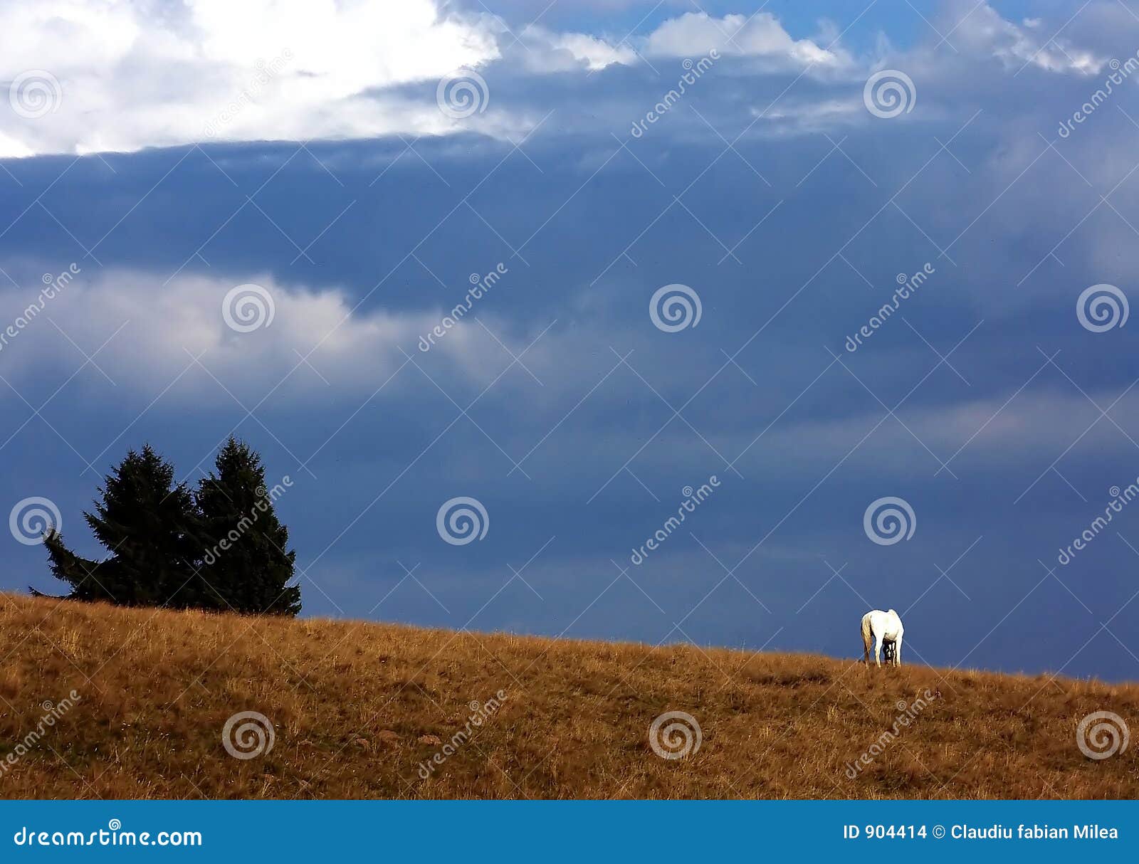 Freedom In Nature Picture. Image: 904414