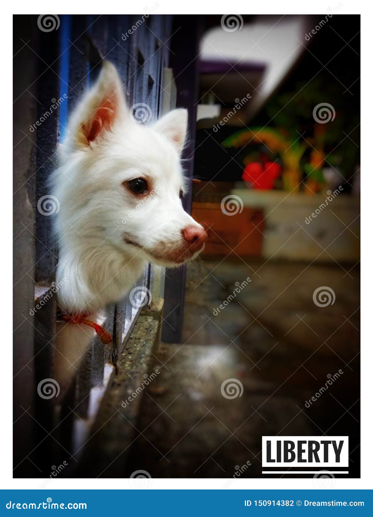 Freedom is Necessary Even for Animals. Peace Everywhere Stock Photo ...