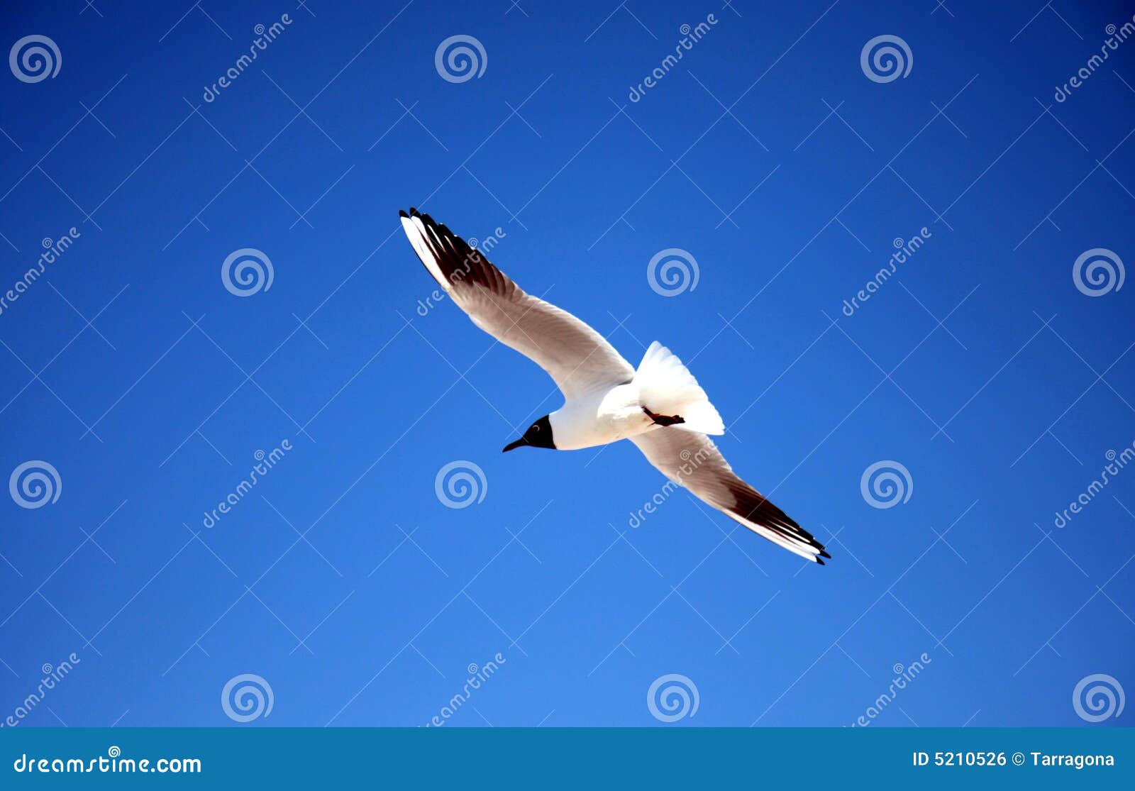 Freedom sea gull stock photo. Image of freedom, seagull - 5210526