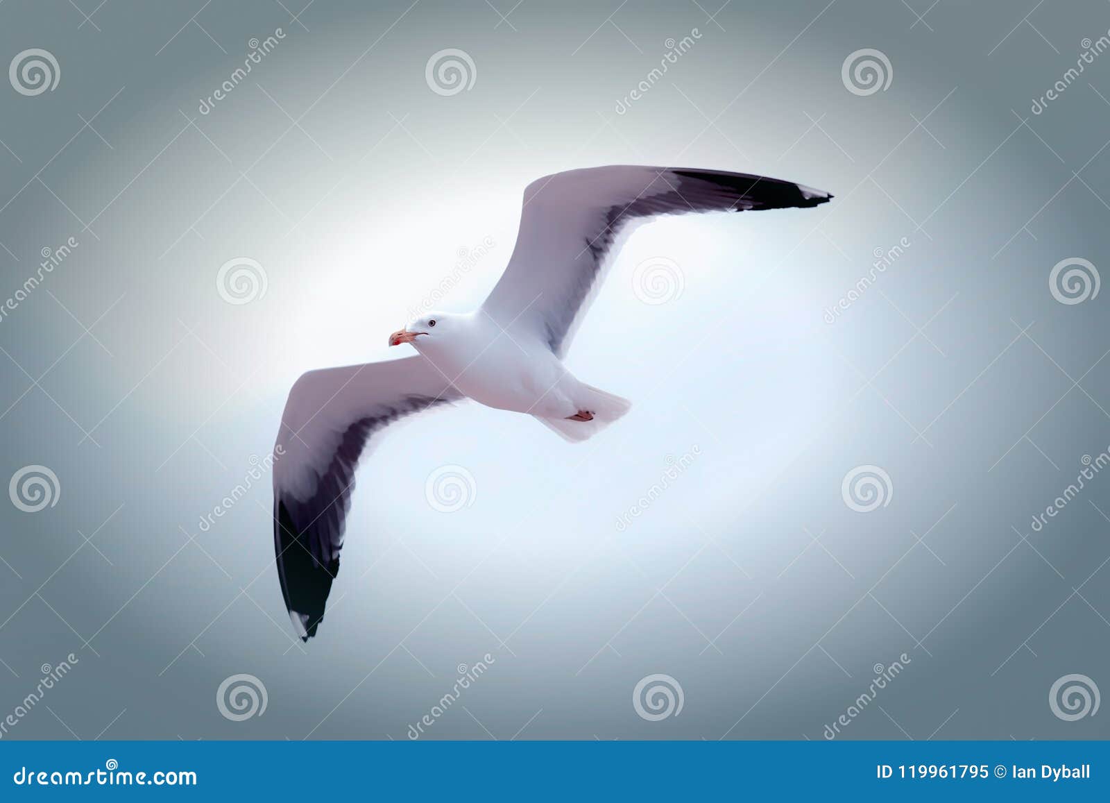Freedom. Serene White Seagull Flying Stock Image - Image of tranquility ... Freedom. Serene White Seagull Flying Stock Image - Image of tranquility ...