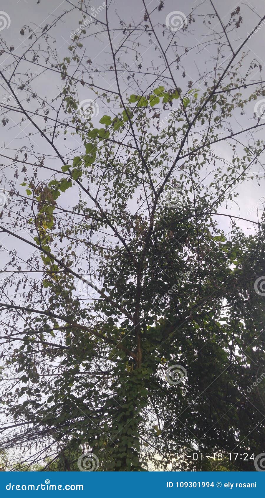 Freedom stock photo. Image of freedom, outdoors, tree - 109301994