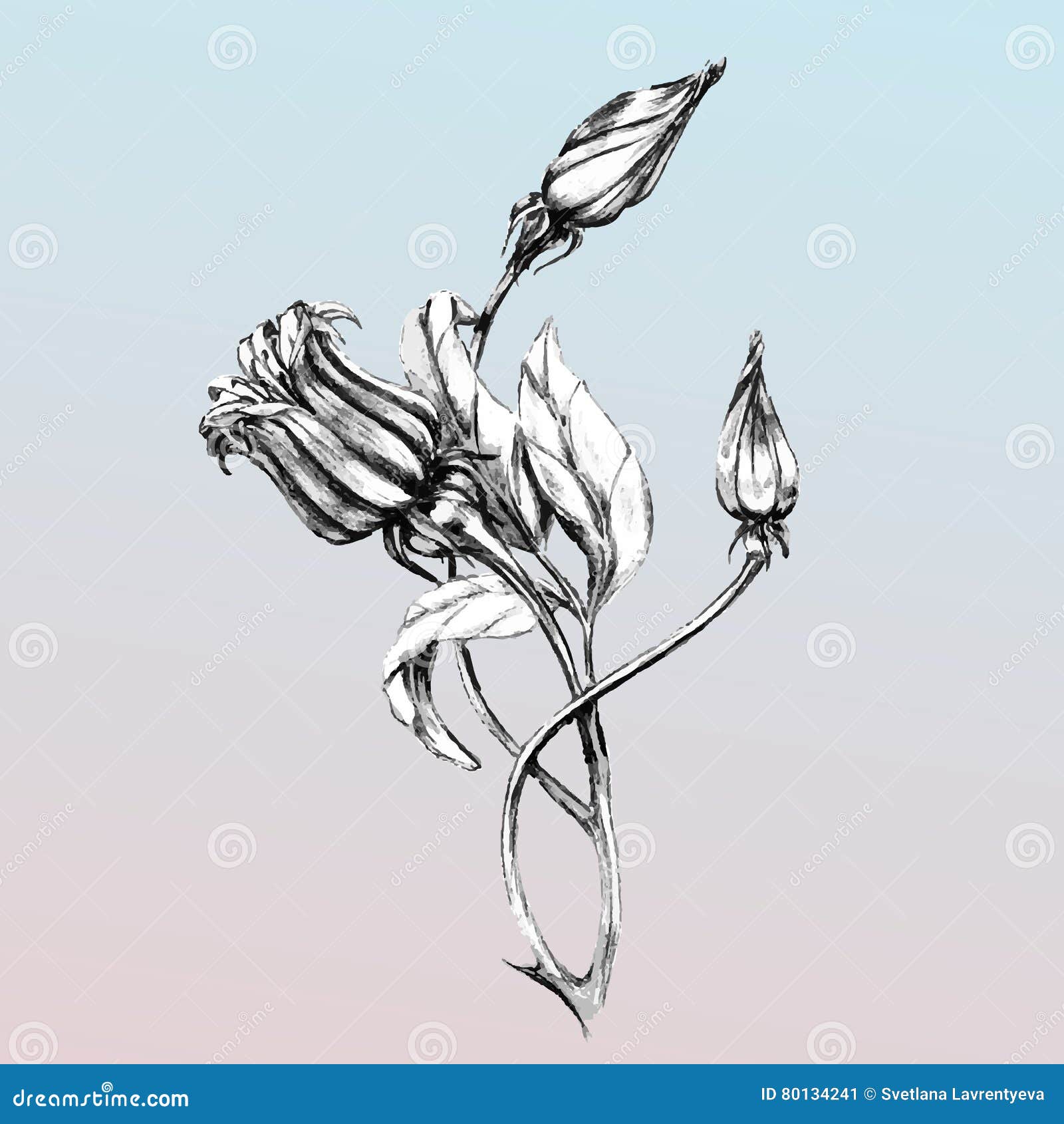Freehand Drawing Flowers and Buds Stock Vector - Illustration of ...