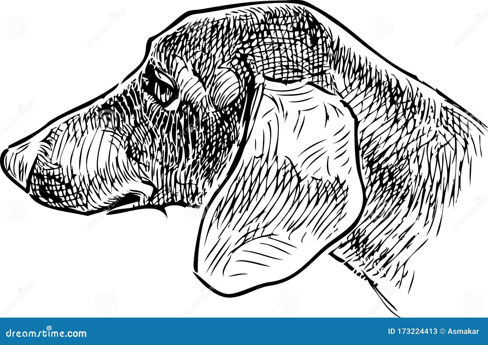 Freehand Drawing of Head of Cute Dachshund Stock Vector - Illustration ...