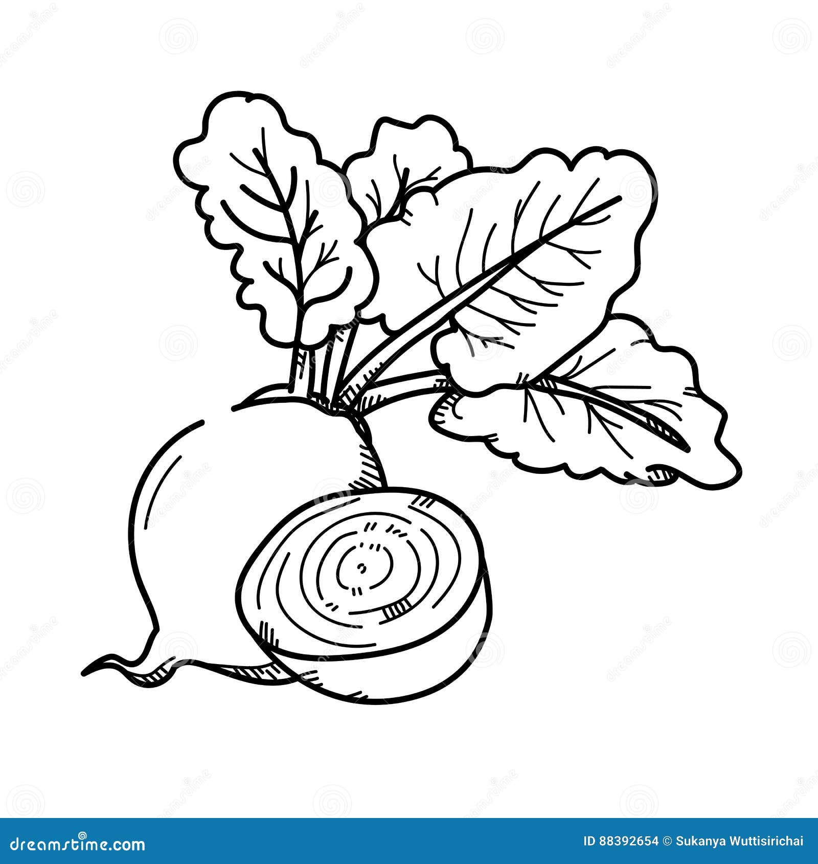 Freehand Drawing Illustration Beetroot. Stock Illustration ...