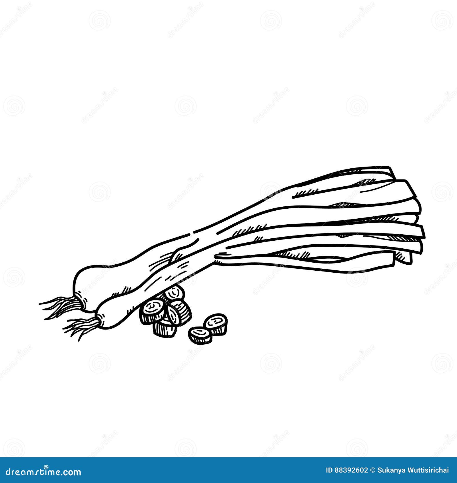 Freehand Drawing Illustration Scallion. Stock Illustration ...
