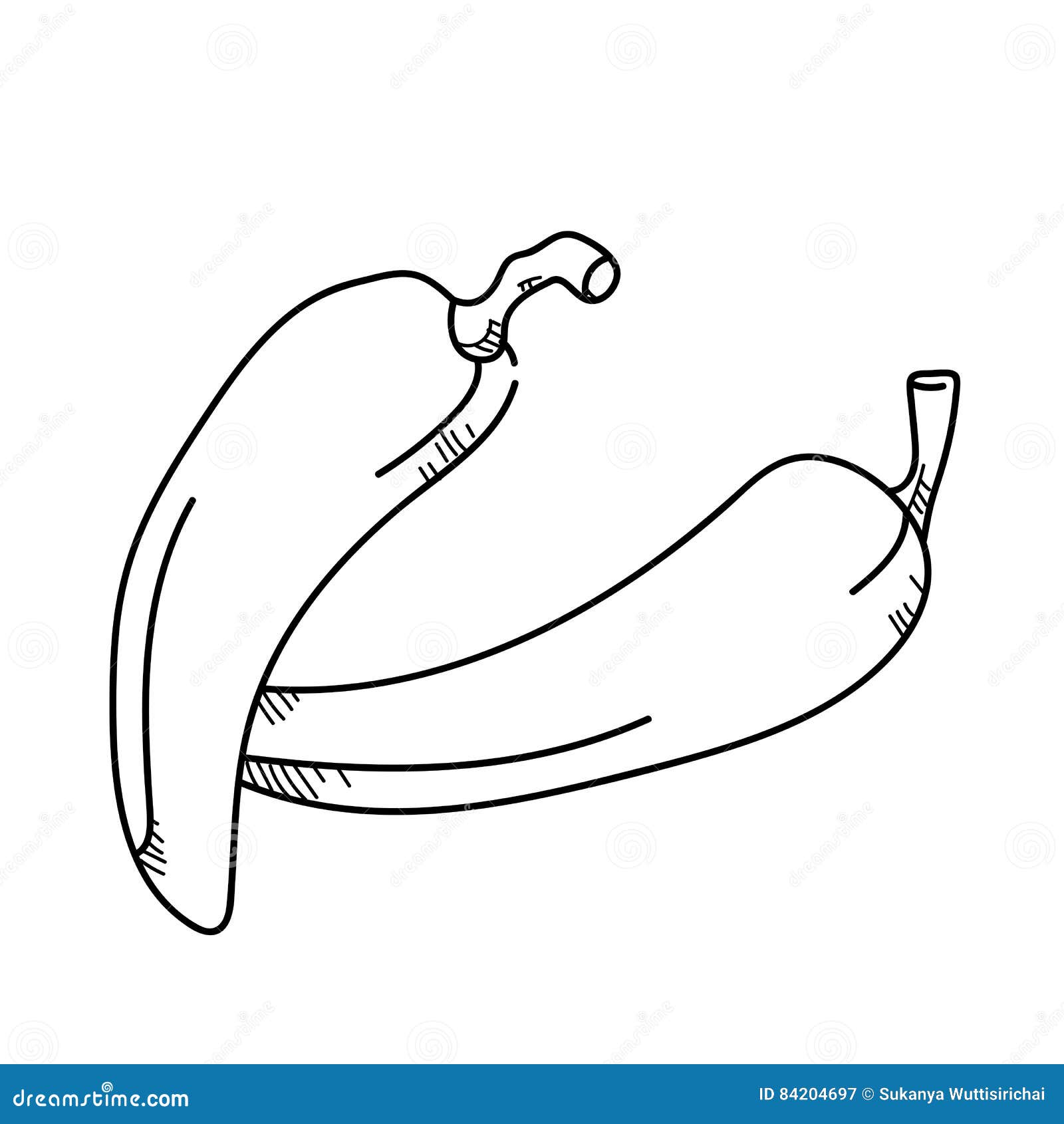 Freehand Drawing Illustration Vegetable Chilli. Stock Illustration ...