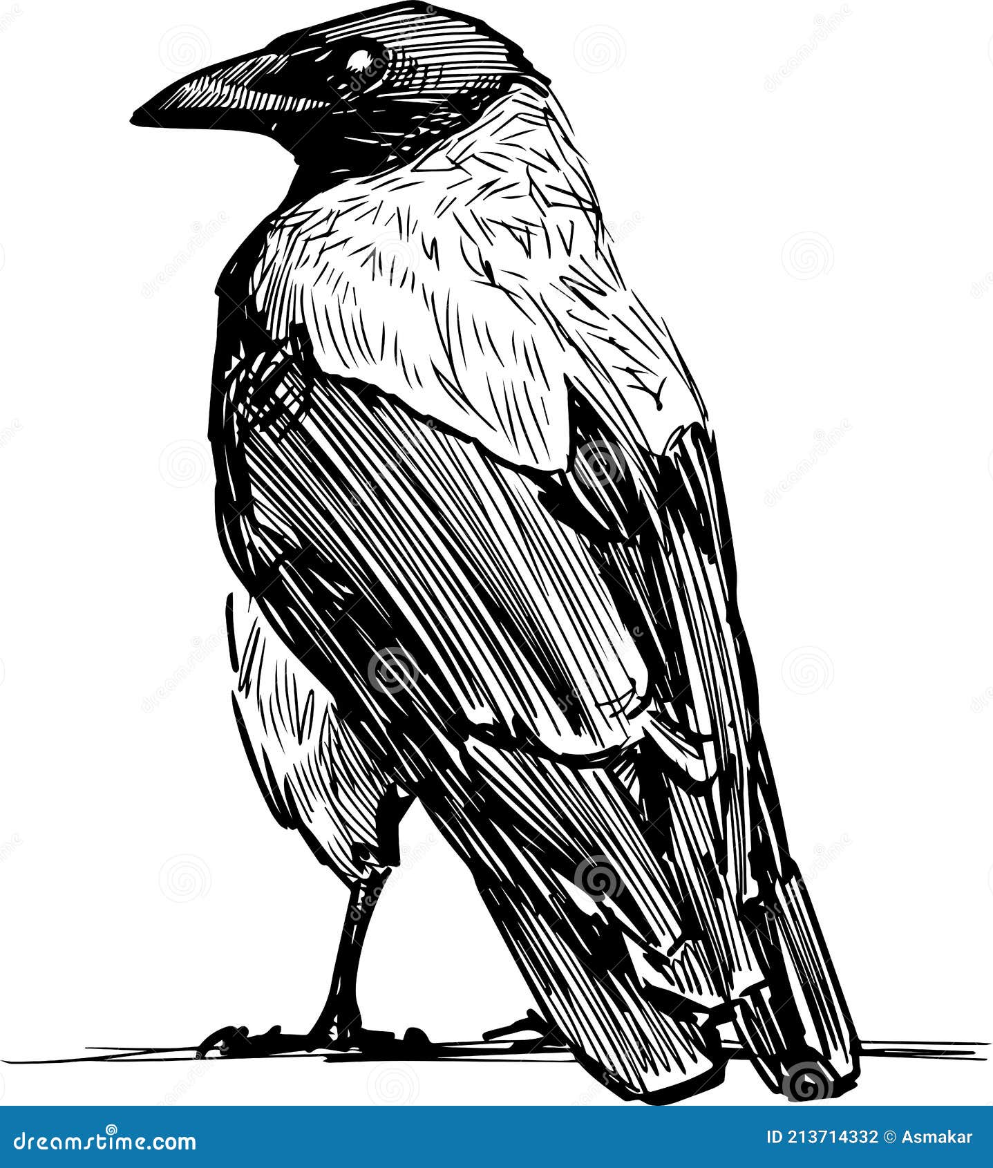 Sketch of Large Crow Standidng and Looking Stock Vector - Illustration ...