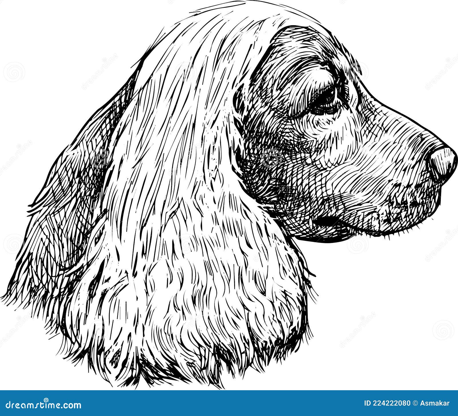 Freehand Drawing of Profile Portrait Purebred Cocker Spaniel Stock ...