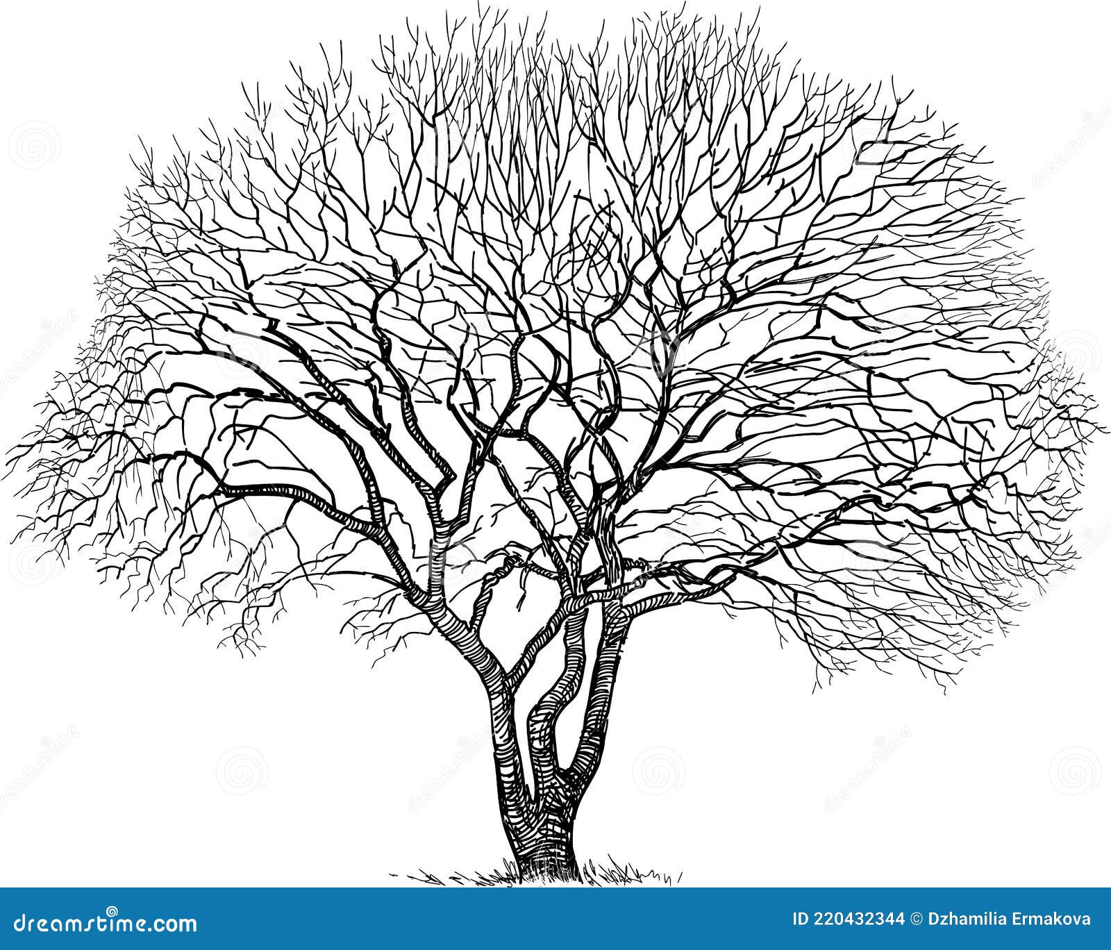 Freehand Drawing of Silhouette Old Deciduous Bare Tree in Cold Season ...