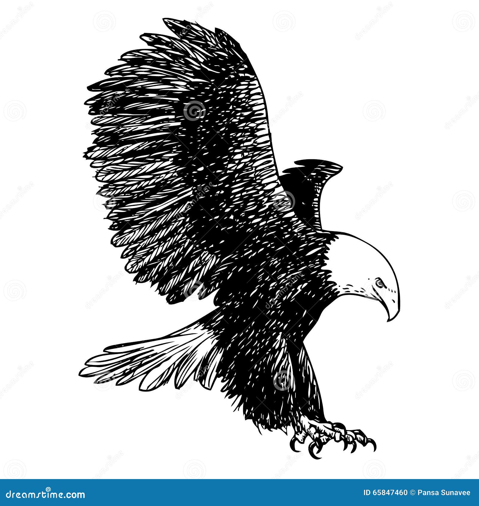 Freehand Sketch Illustration Of Eagle, Hawk Bird | CartoonDealer.com ...