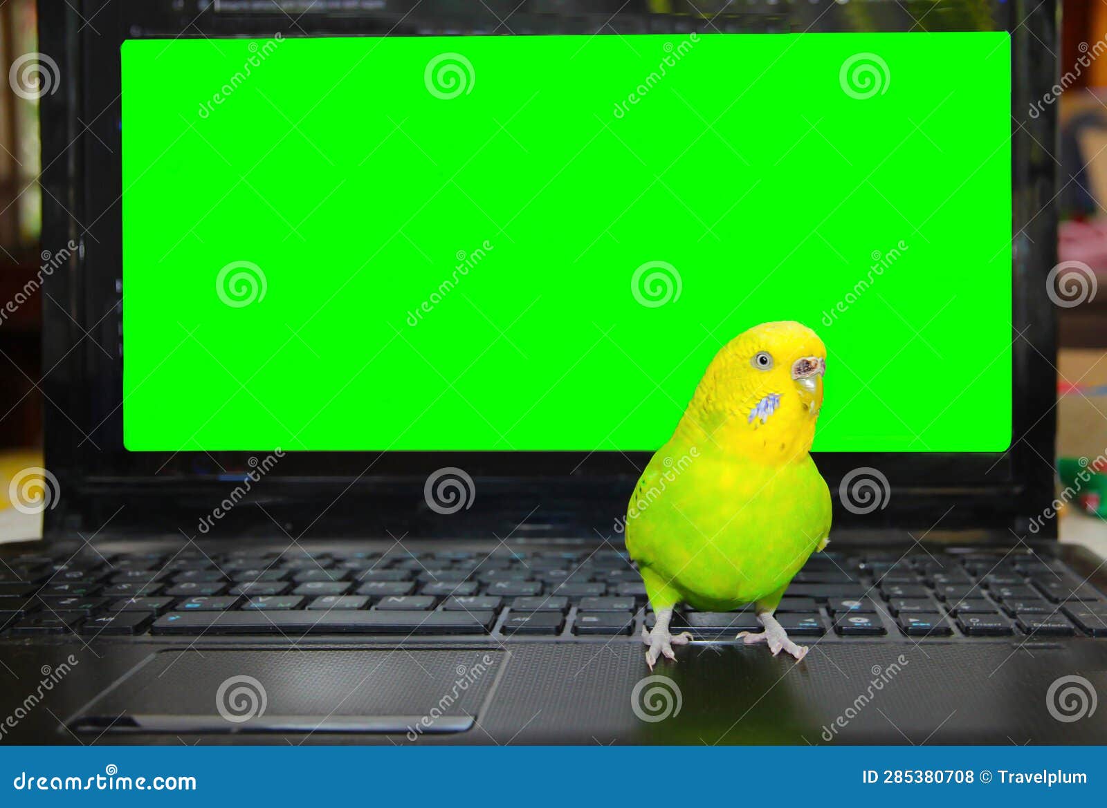 Freelancer Working with Green Parrot and a Laptop Computer with a ...