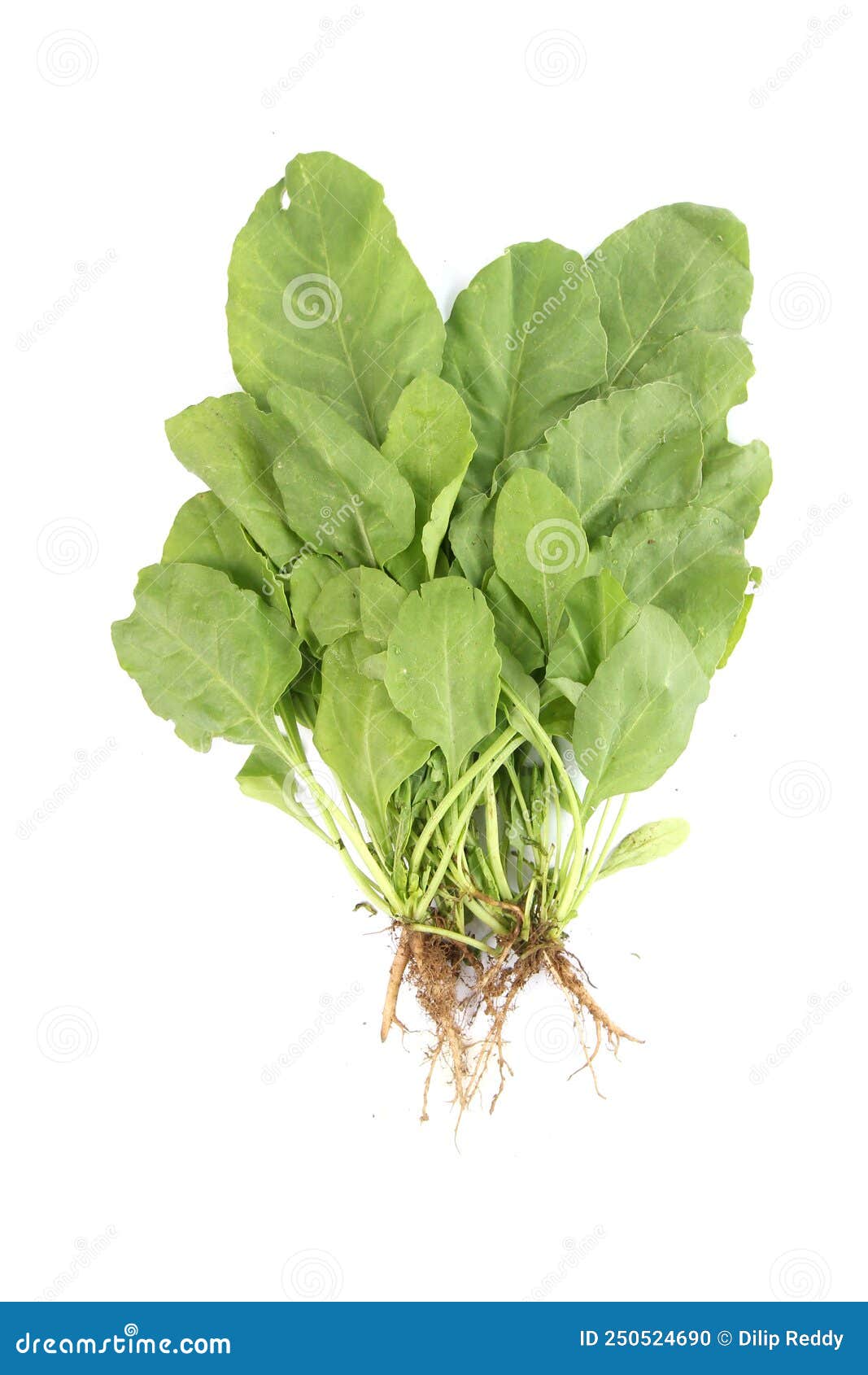 Freen Leafy Vegetable Spinach in Isolated White Background. Stock Photo ...