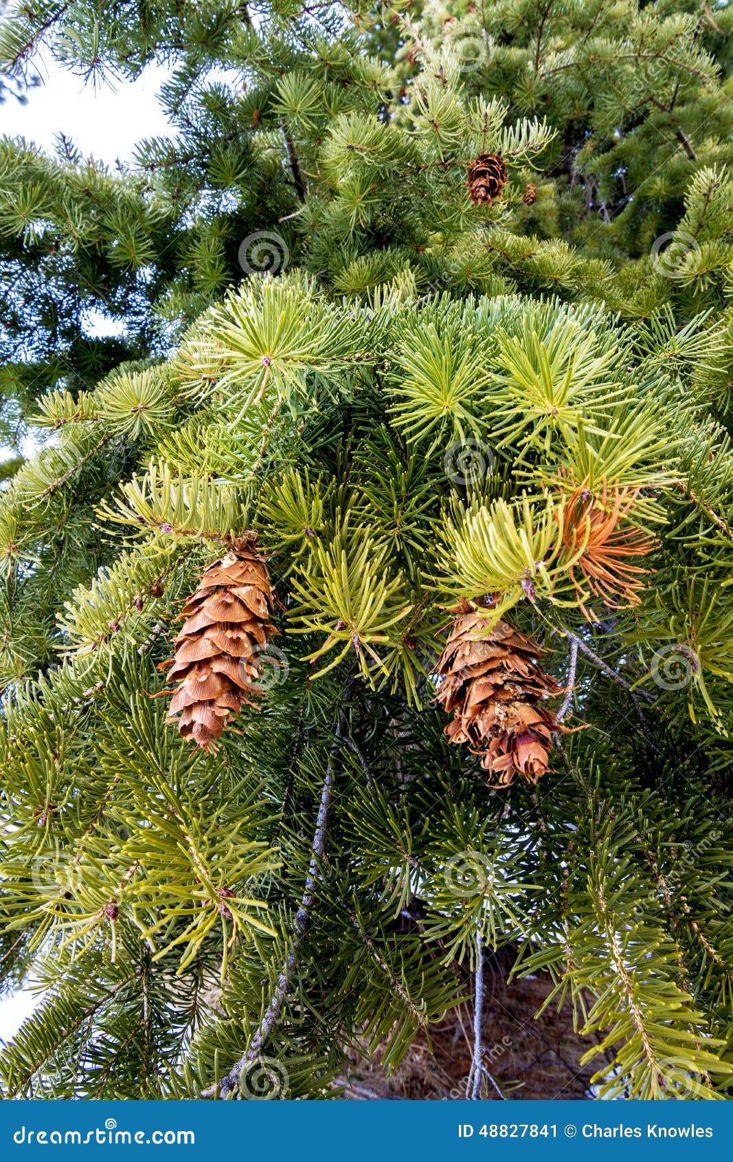Freen Tree and Brown Pine Cones on Nature Stock Image - Image of nature ...