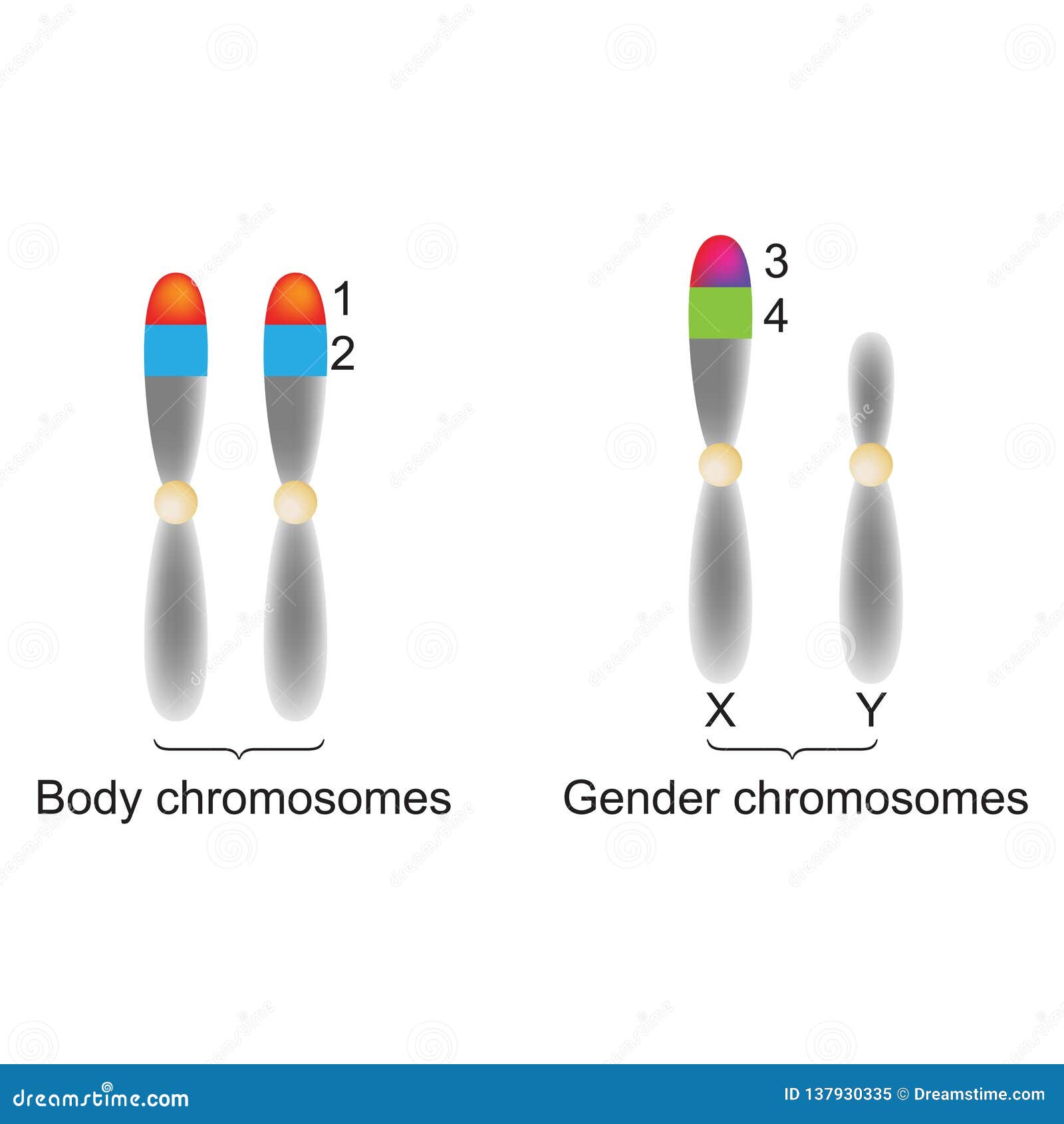 Biology - Body and Gender Choromosomes Stock Illustration ...