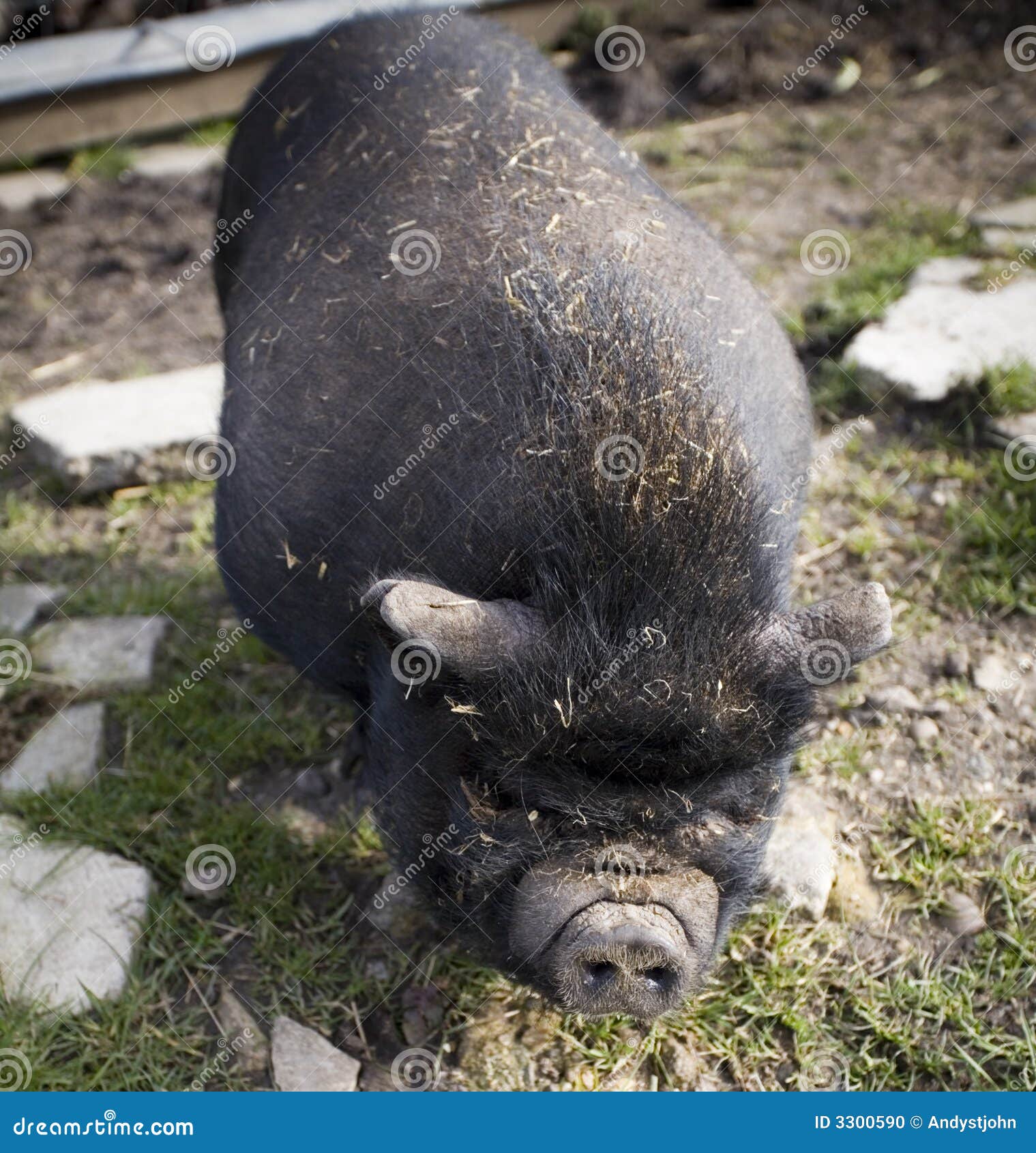Freerange Organic Japanese Pig Stock Photo - Image: 3300590