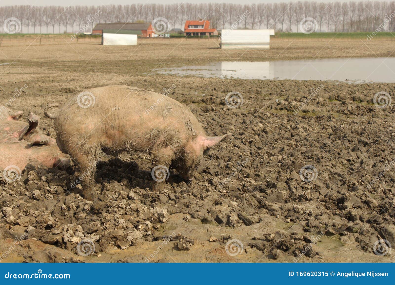 A Freerange Pig is Rooting in the Mud Fields in Holland Stock Image ...